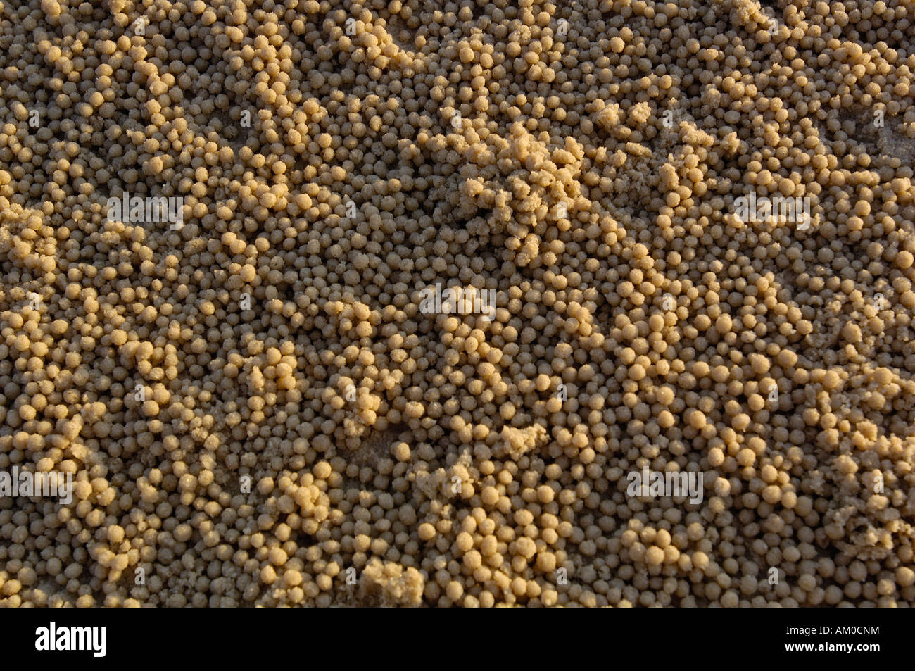 Sand balls made by Sand Bubbler Crab These distinctive patterns of sand ...