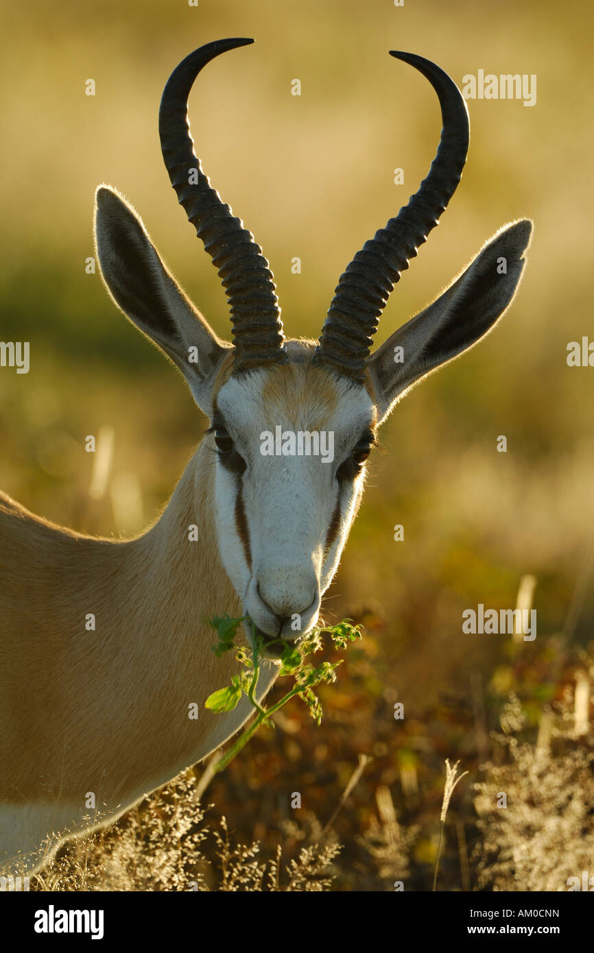 Springbok springing or jumping hi-res stock photography and images - Alamy