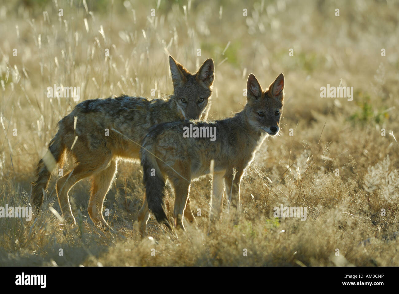 Back backed jackal hi-res stock photography and images - Alamy
