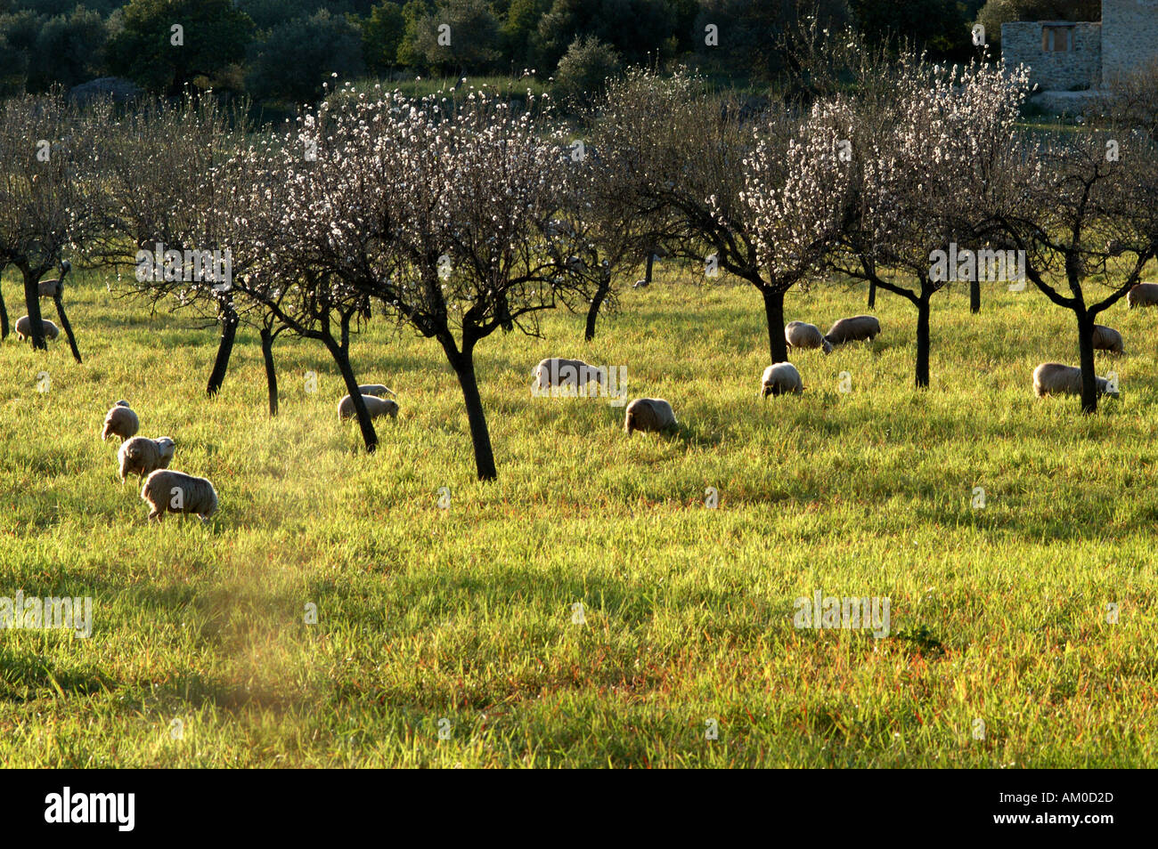 Lambs Selva Tramuntana Mallorca Majorca Spain Europe Mediterranean ...