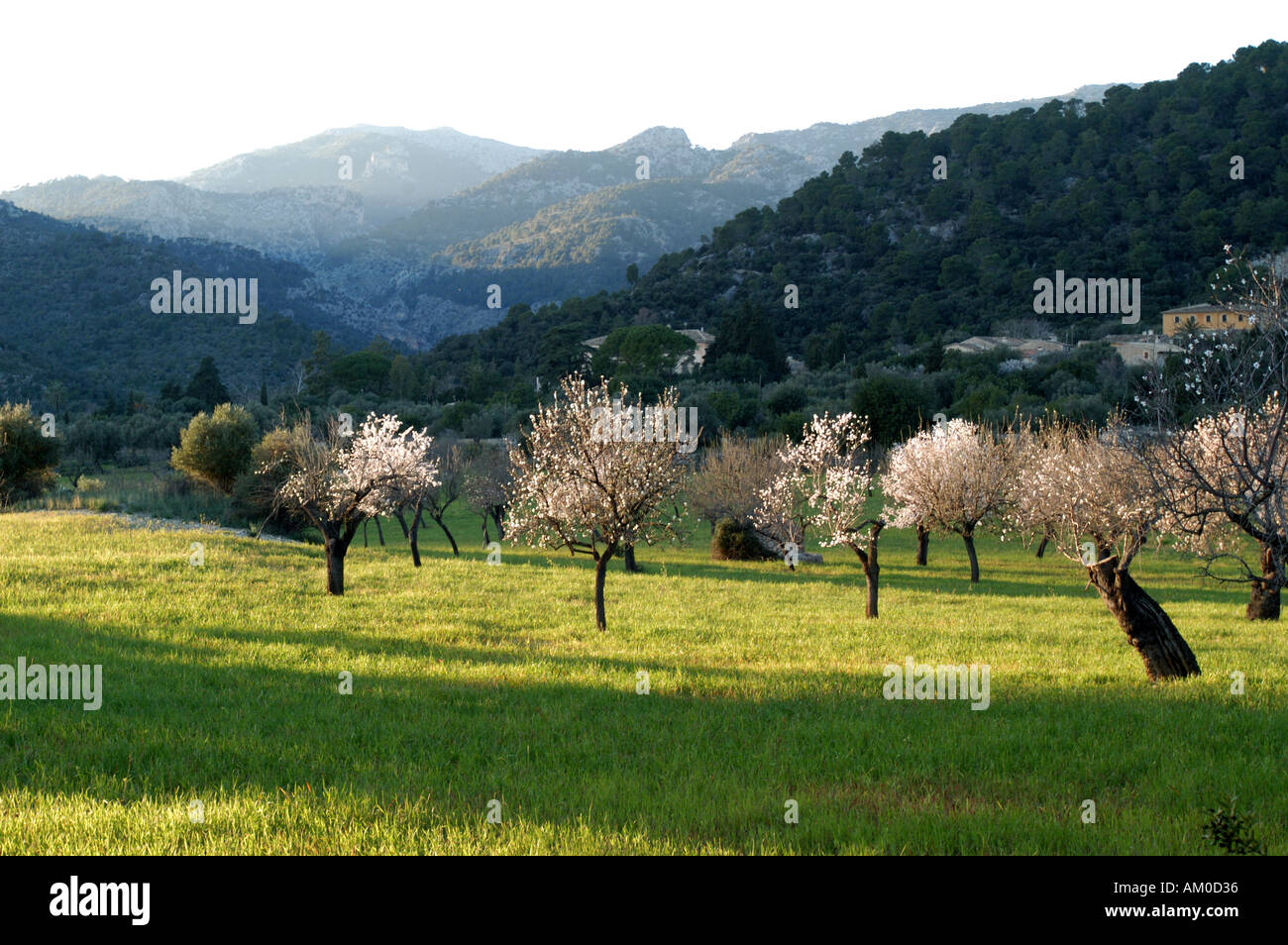 Lambs Selva Tramuntana Mallorca Majorca Spain Europe Mediterranean ...