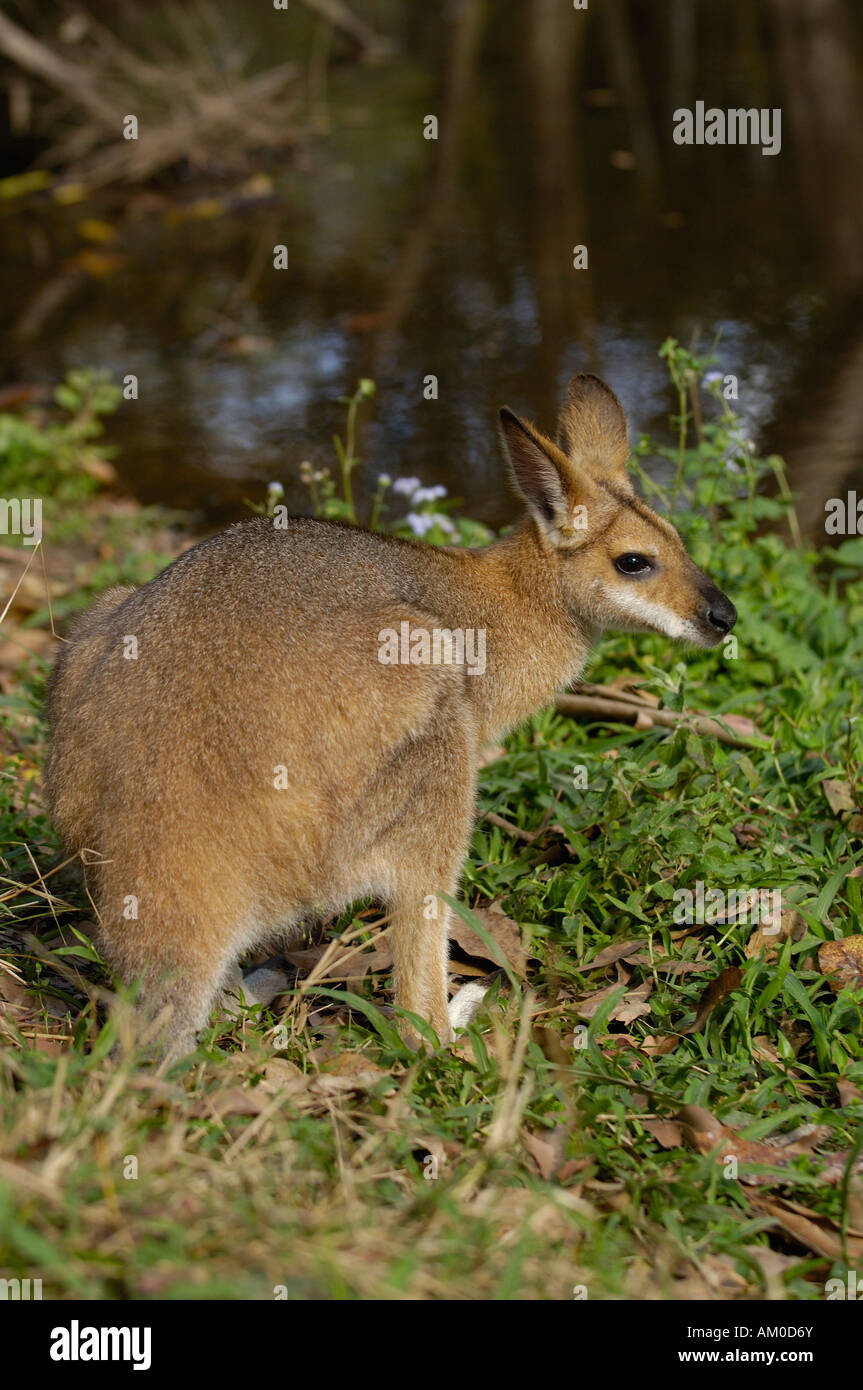 Whiptail wallaby hi-res stock photography and images - Alamy