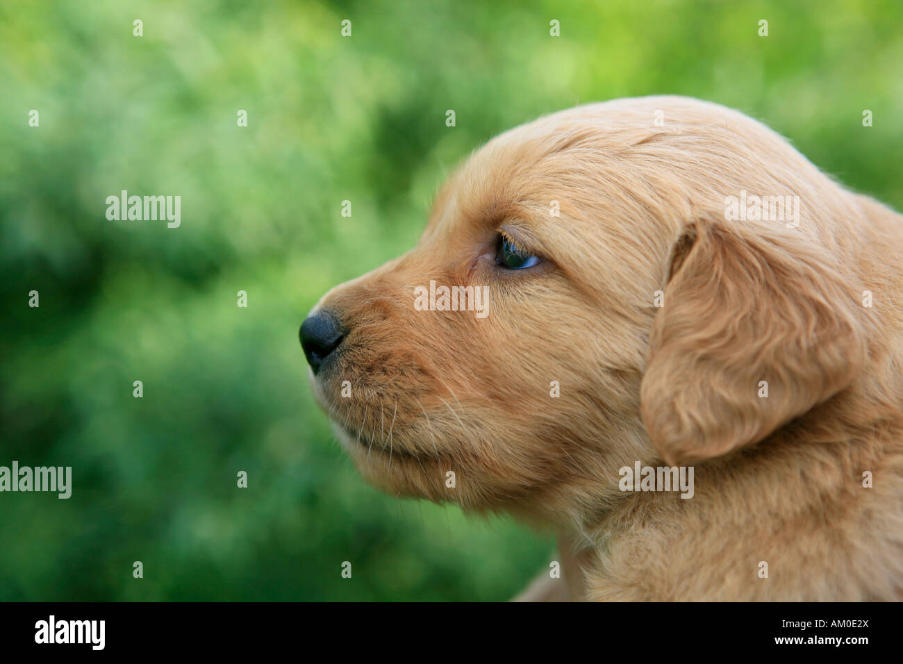 Golden Retriever Puppy Profile on green background Stock Photo - Alamy