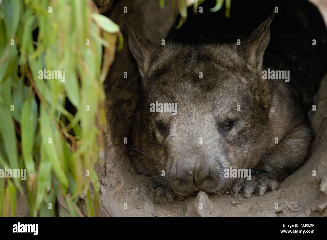 Southern Hairy-nosed Wombat (Lasiorhinus latifrons). (CAPTIVE ...