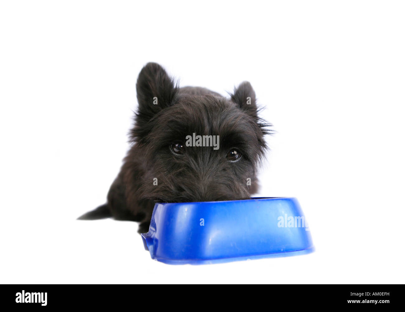 Black scottie dog hi-res stock photography and images - Alamy