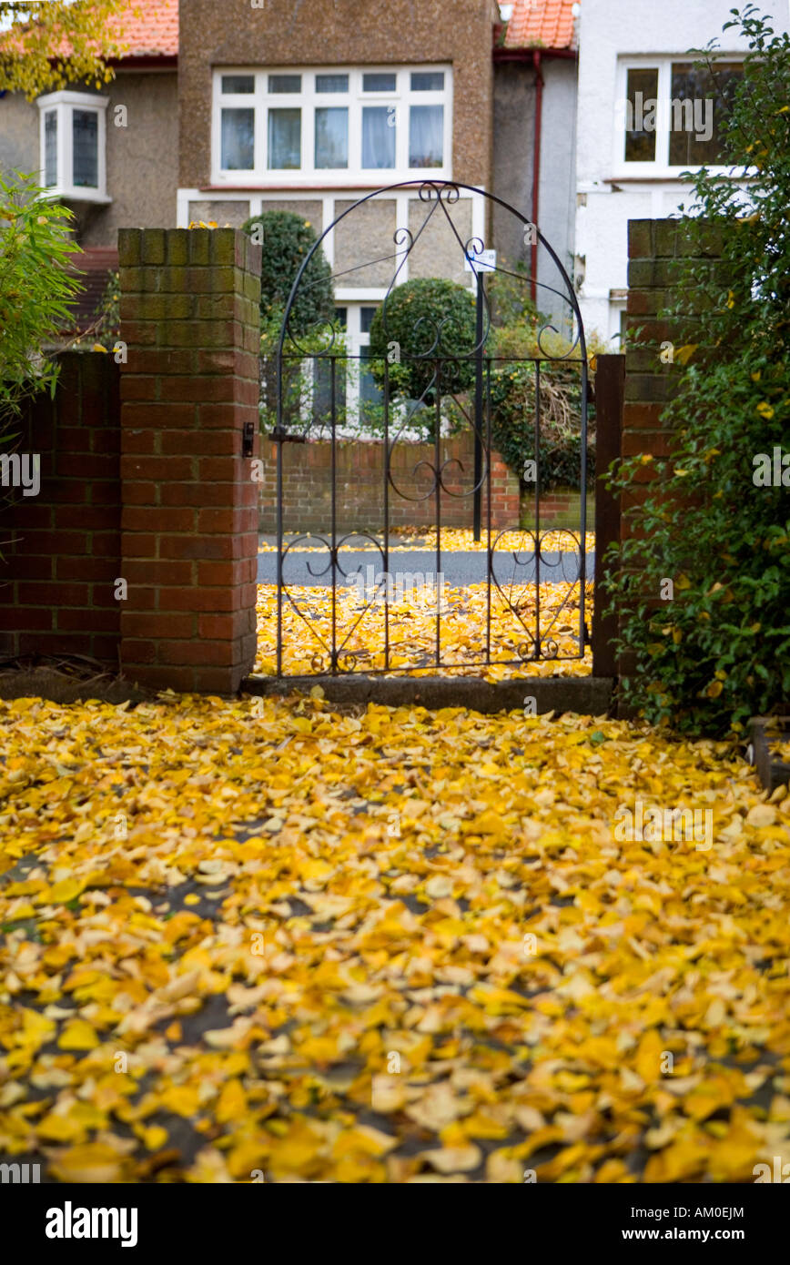 Autumn leaf fall on front garden path Stock Photo - Alamy