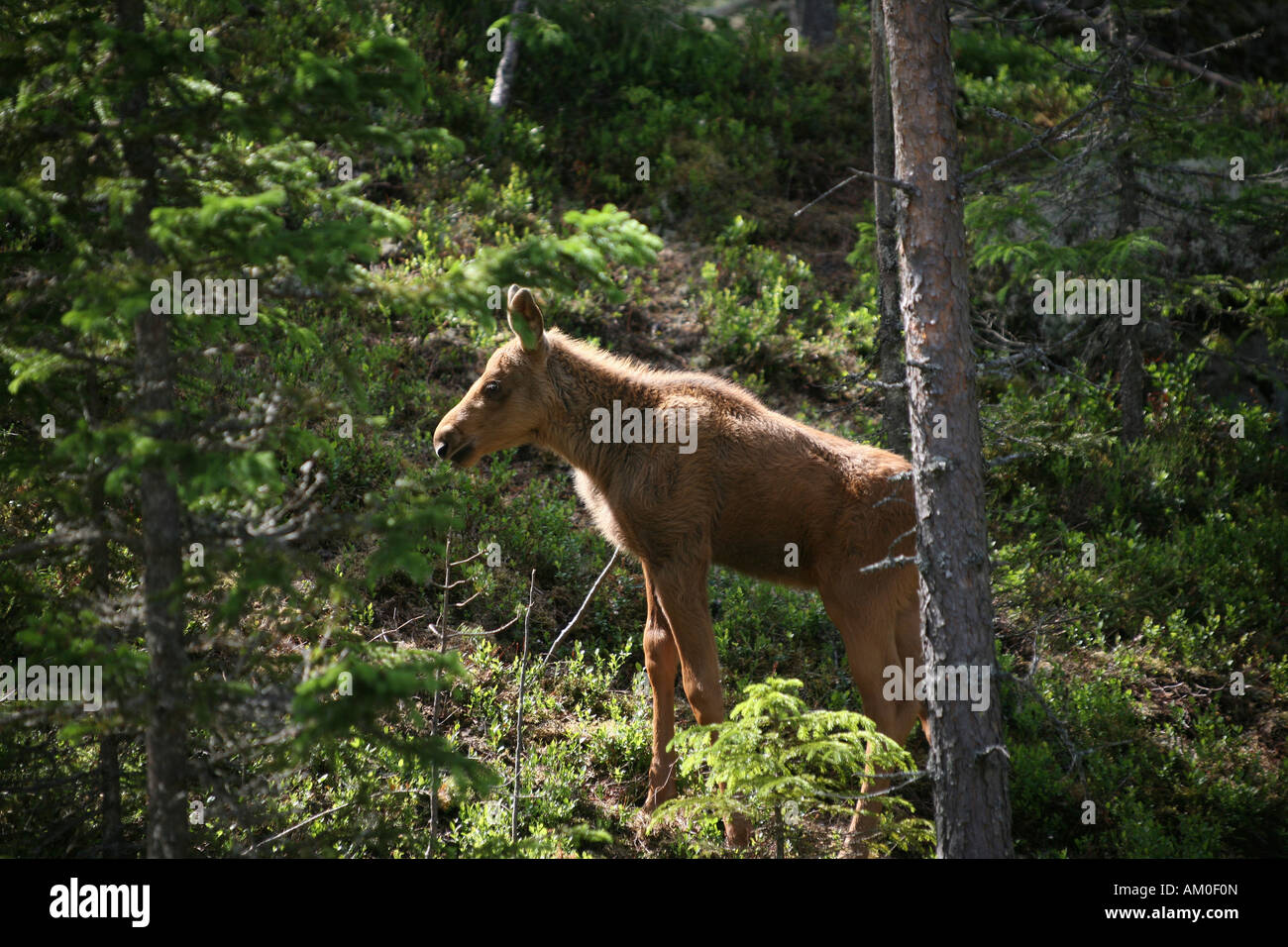 Elk side view animal photo hi-res stock photography and images - Alamy