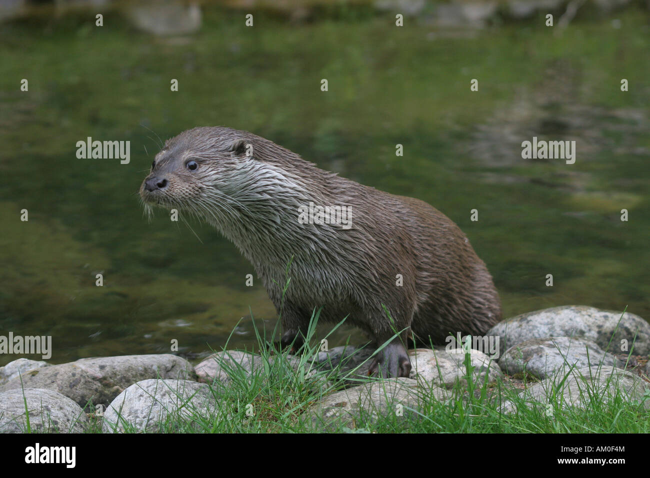 European Otter (Lutra lutra Stock Photo - Alamy