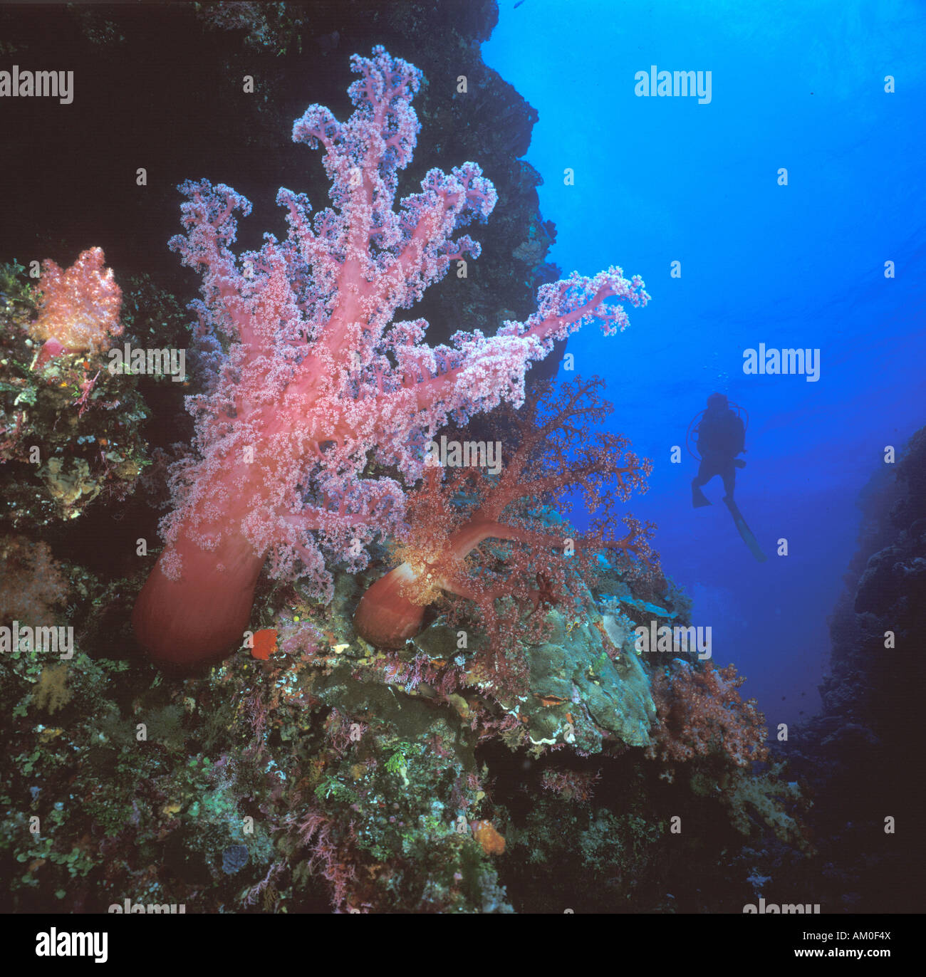 Australia, Coral Sea. Giant soft coral trees and scuba diver (MR Stock ...