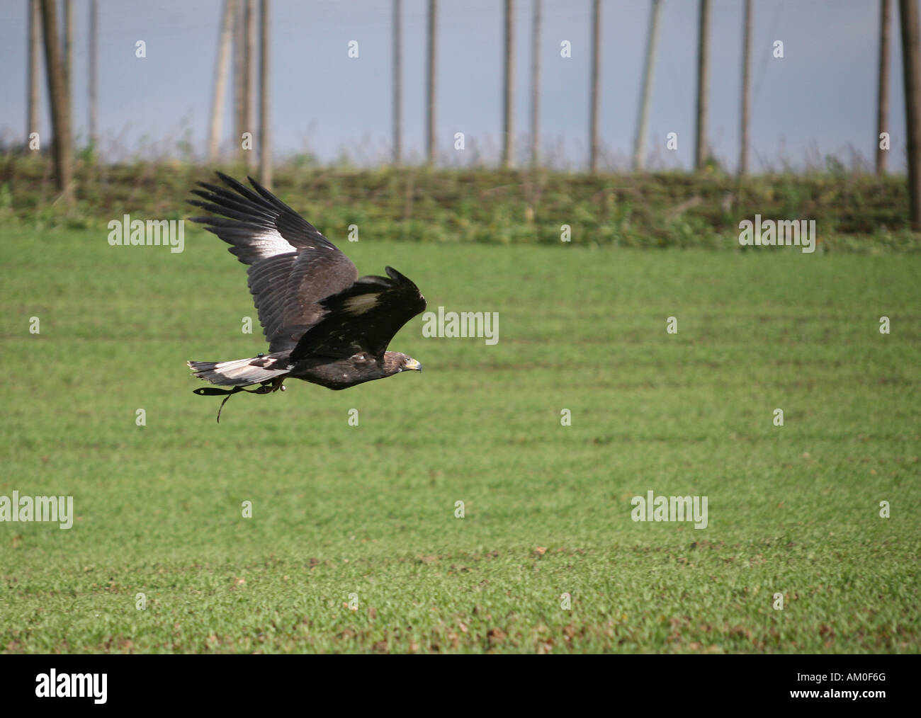 Golden Eagle, Aquila chrysaetos, Bavaria, Germany Stock Photo - Alamy