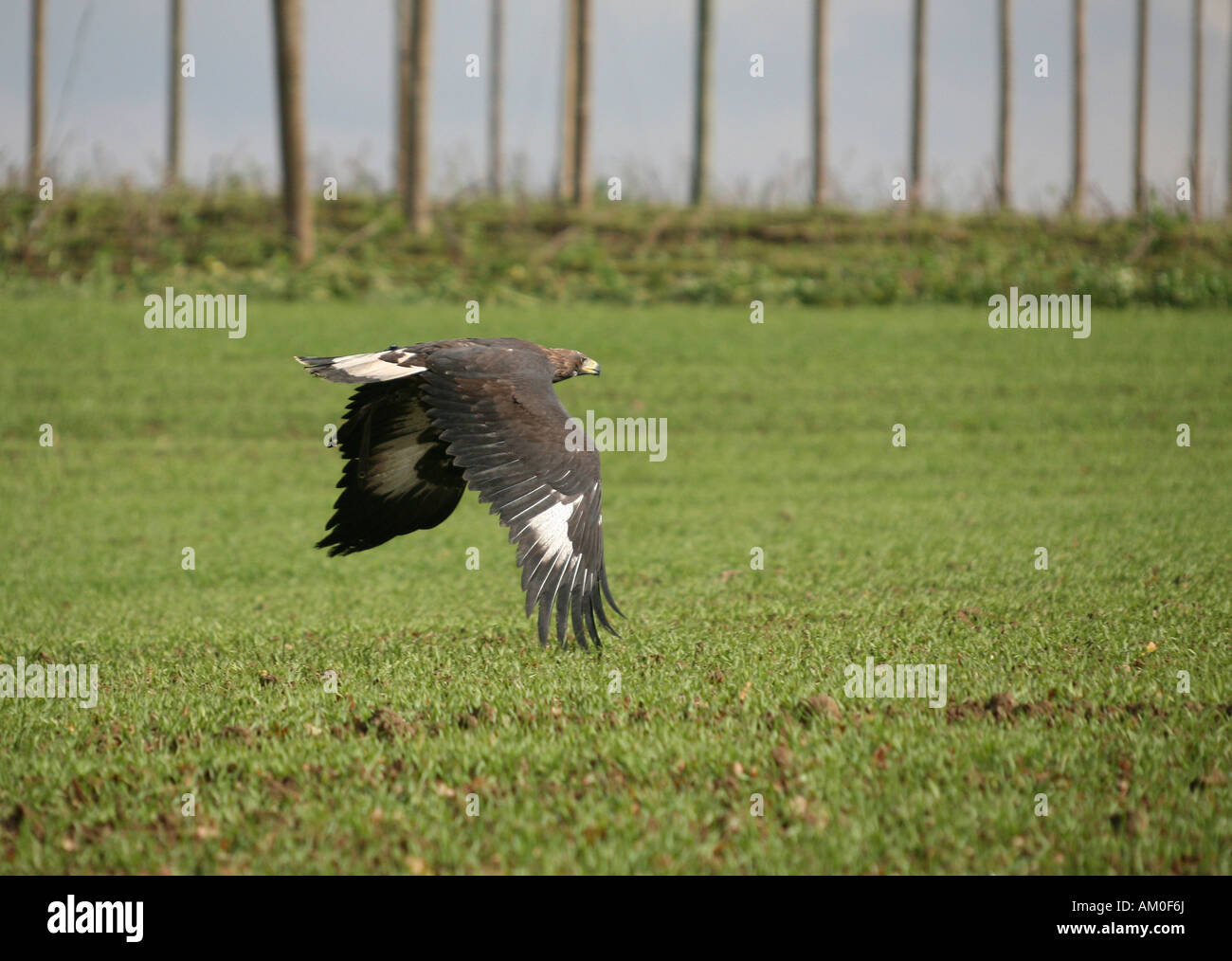 Golden Eagle, Aquila chrysaetos, Bavaria, Germany Stock Photo - Alamy