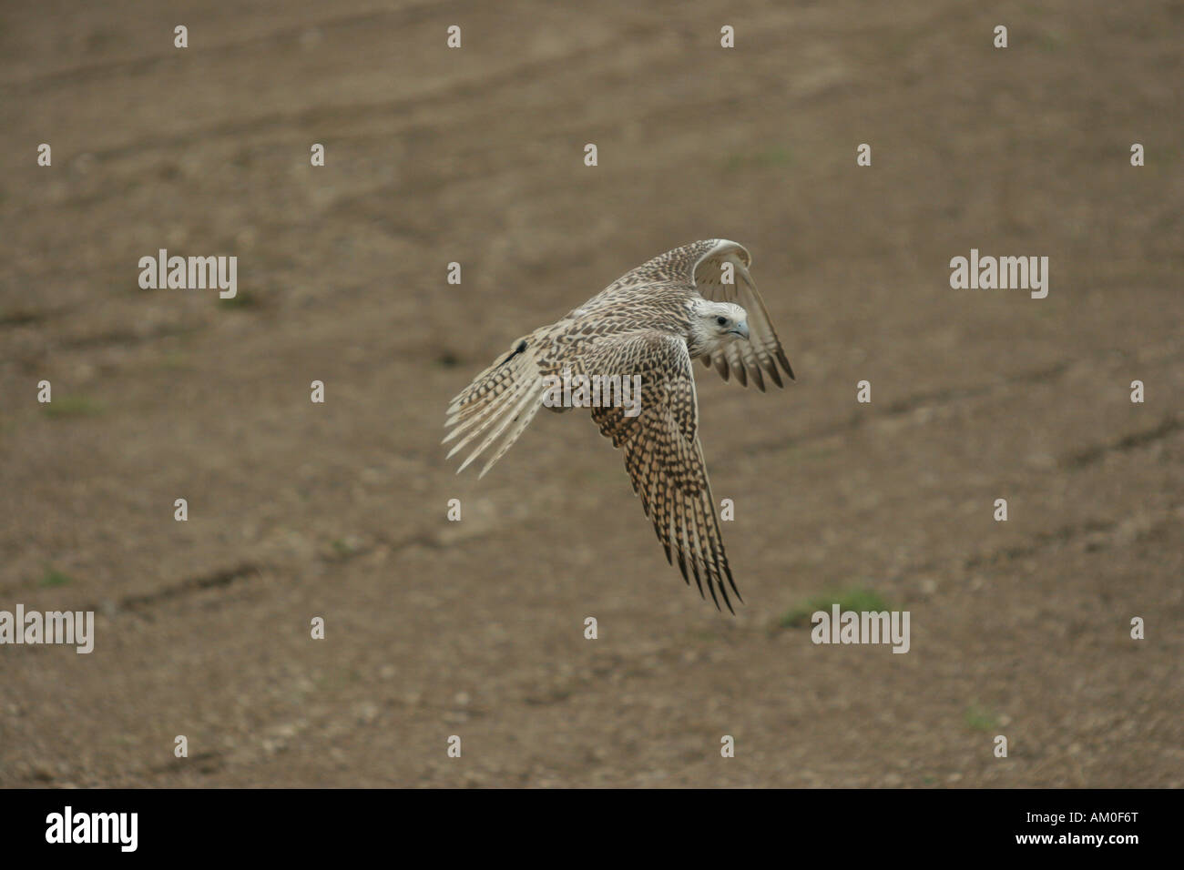 Falcon train hi-res stock photography and images - Alamy