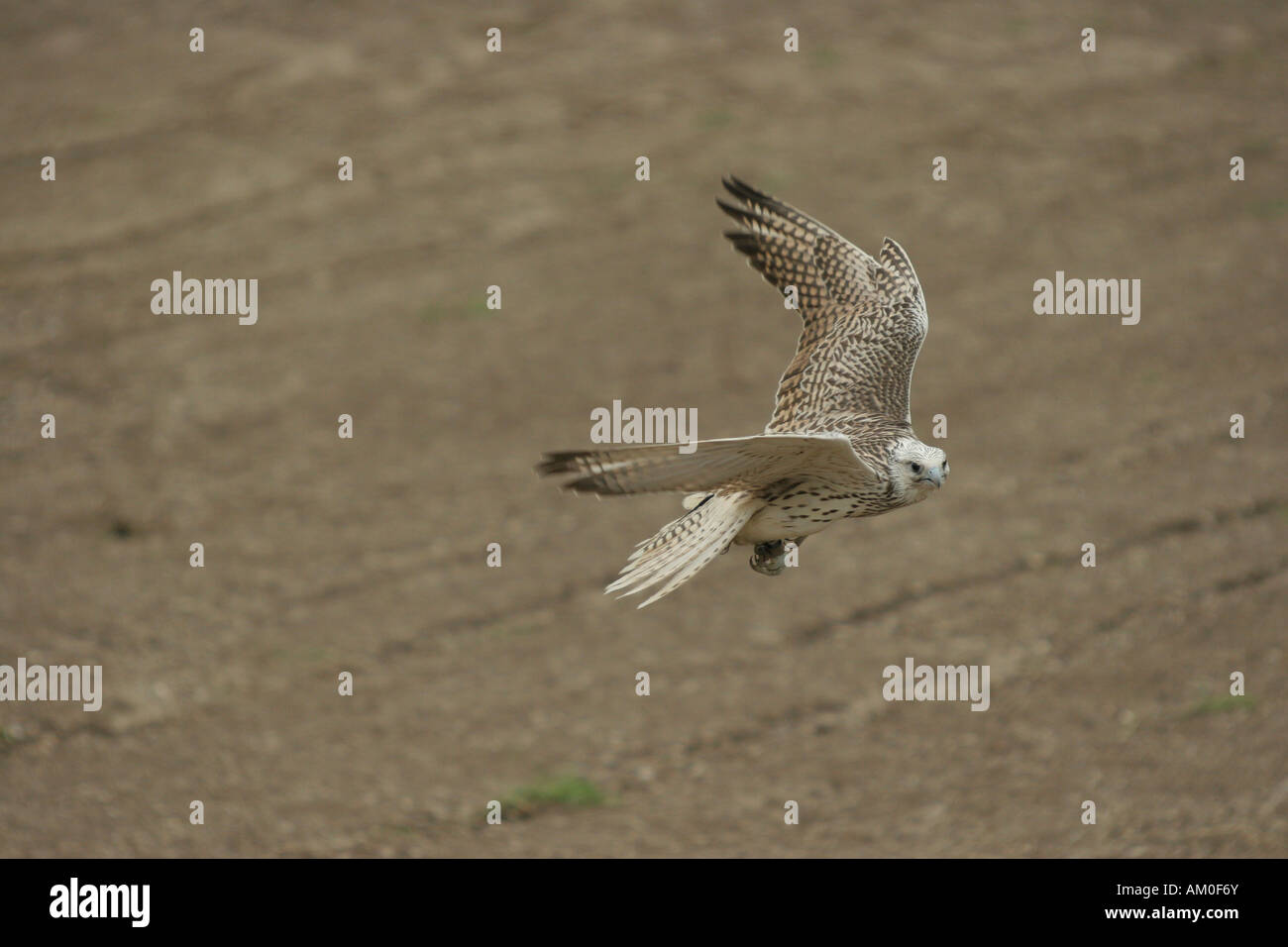 Gyr falcon flying hi-res stock photography and images - Alamy