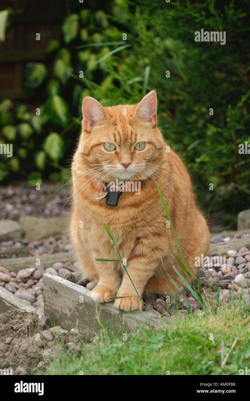 Sybil - A female ginger cat Stock Photo - Alamy