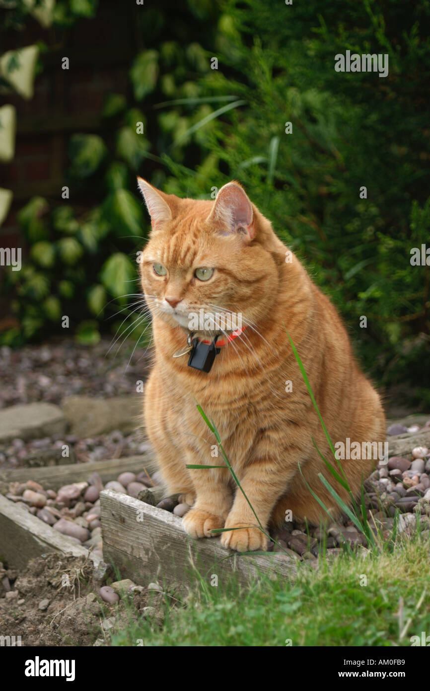 Sybil - A female ginger cat Stock Photo - Alamy