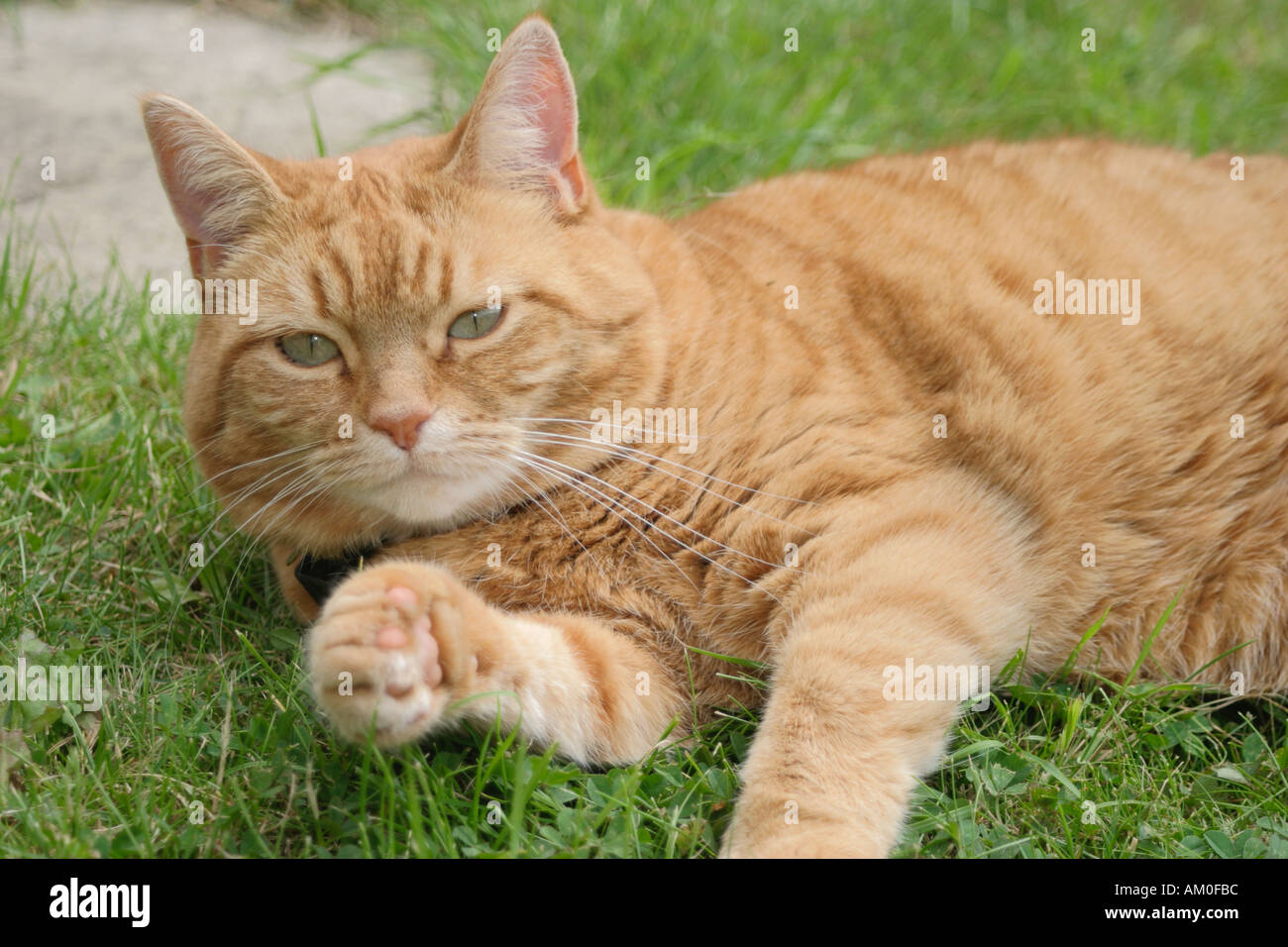 Sybil - A female ginger cat Stock Photo - Alamy