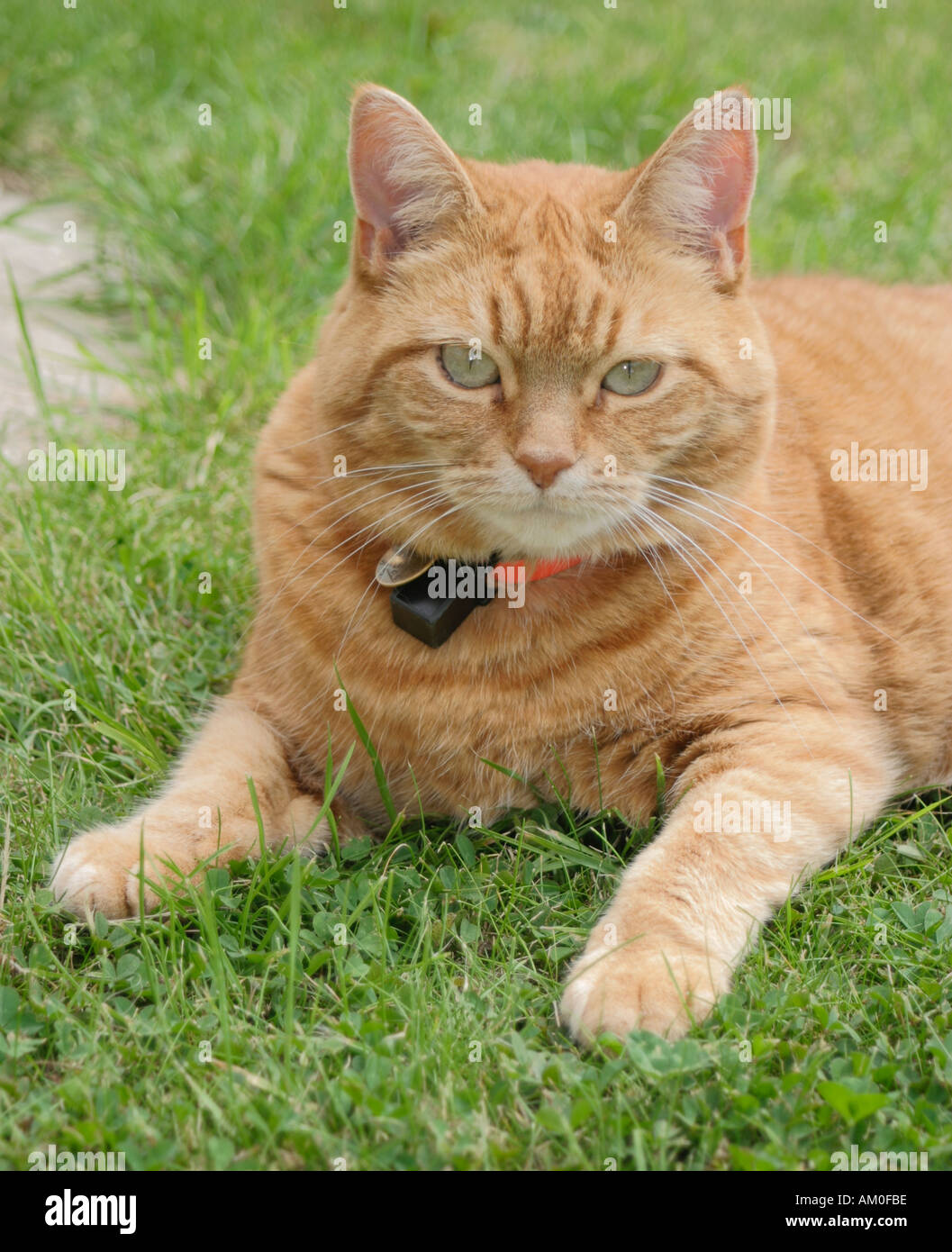 Sybil - A female ginger cat Stock Photo - Alamy