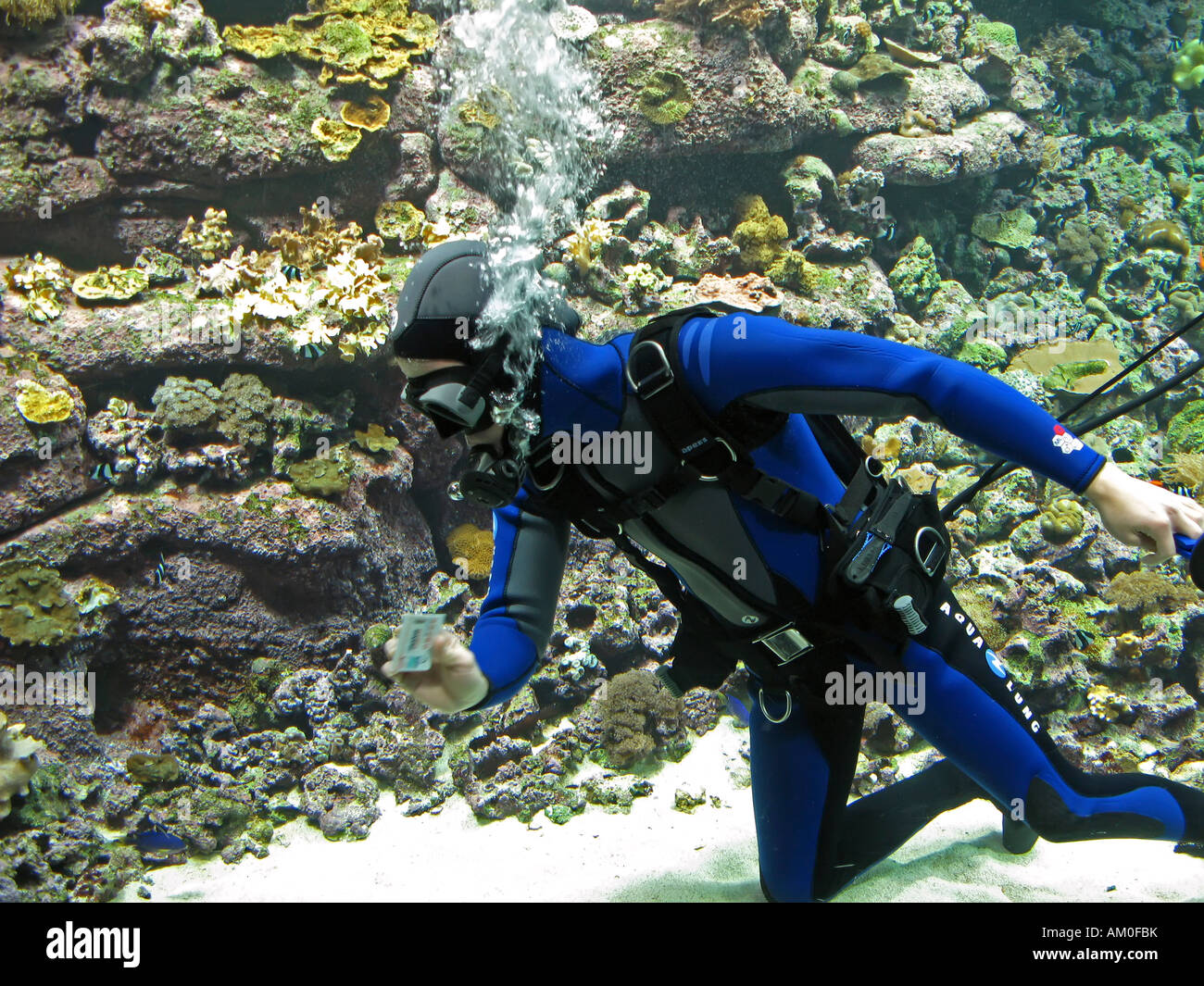 Diver cleaning the glass Cineaqua aquarium de Paris France Stock Photo ...