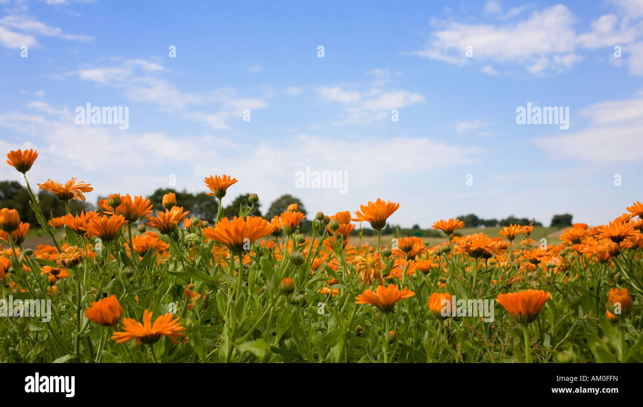 Orange daisies in a field Stock Photo - Alamy