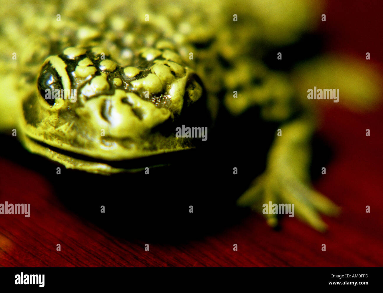 Fake frog toy hi-res stock photography and images - Alamy