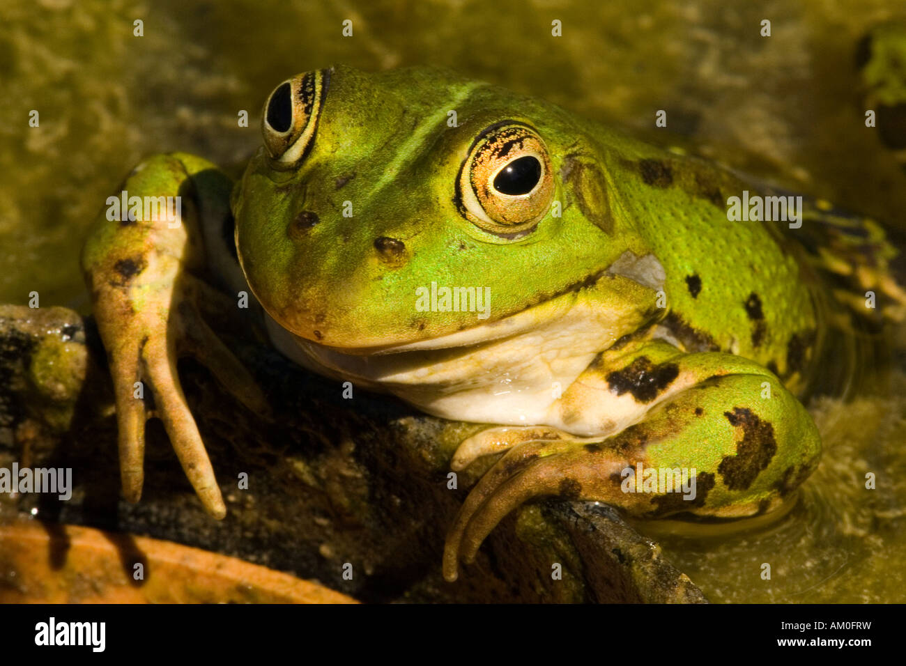 Portrait of a frog, Germany Stock Photo - Alamy