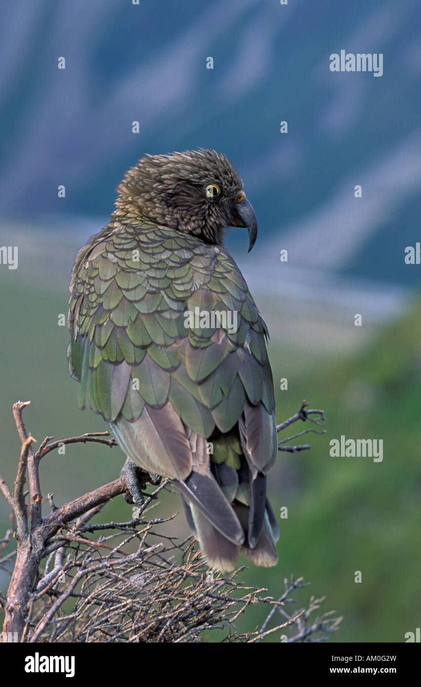 Australia, Tasmania, Alpine parrot Stock Photo - Alamy