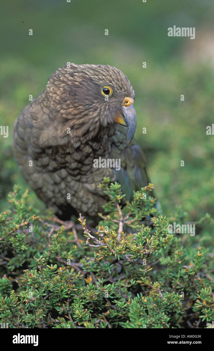 Australia, Tasmania, Alpine parrot Stock Photo - Alamy