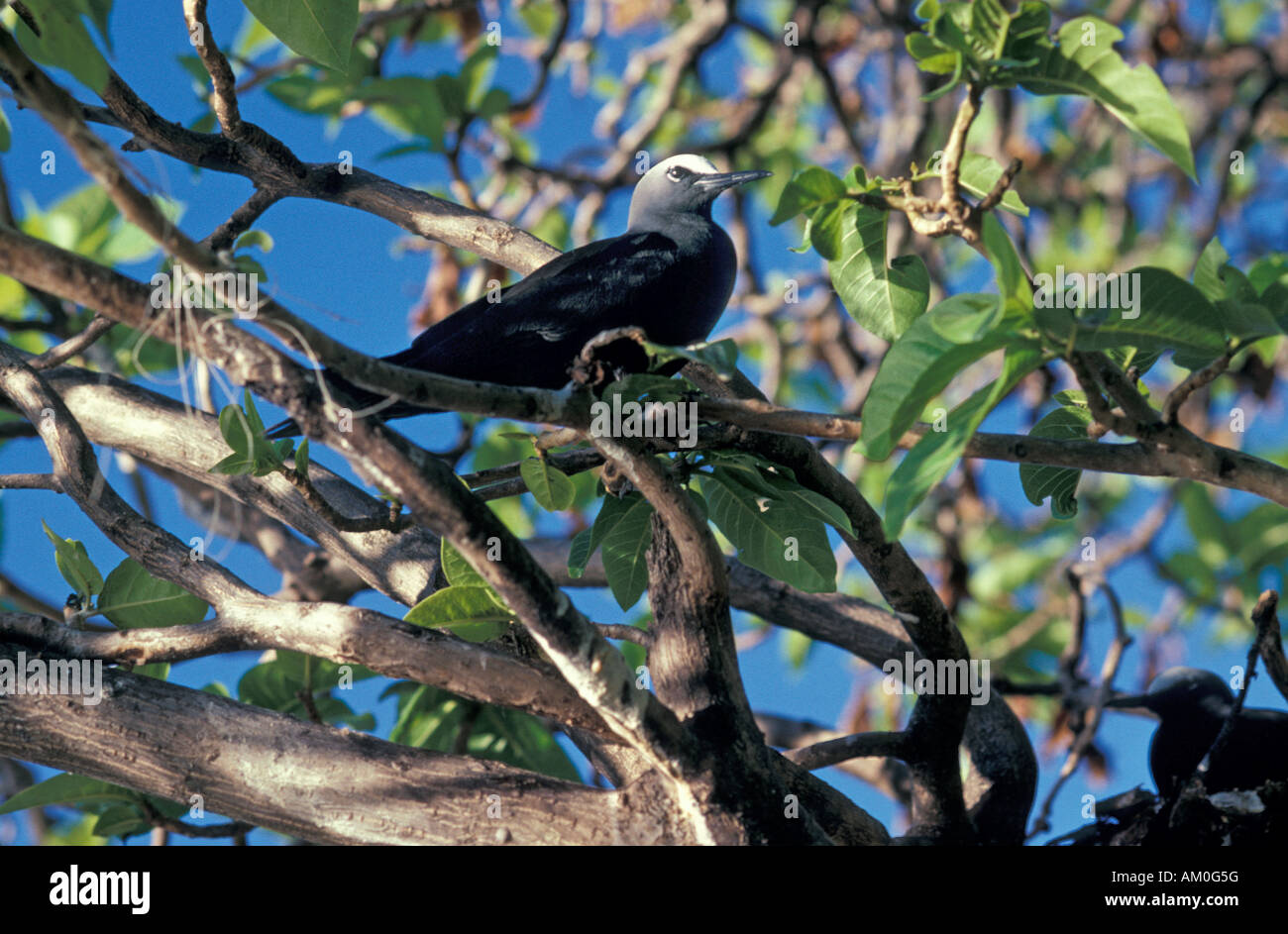 Black noddy tern australia hi-res stock photography and images - Alamy