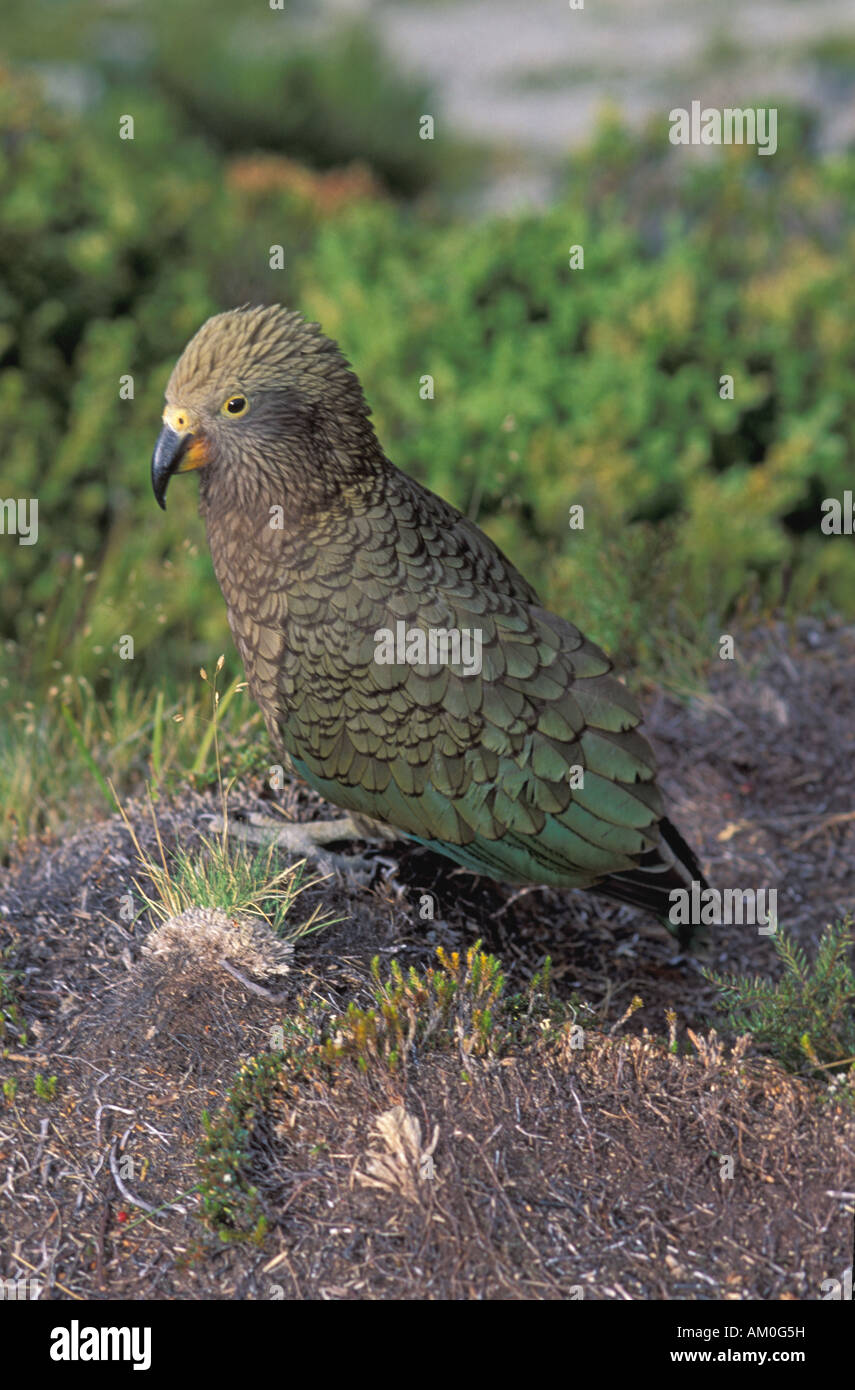 Australia, Tasmania, Alpine parrot Stock Photo - Alamy