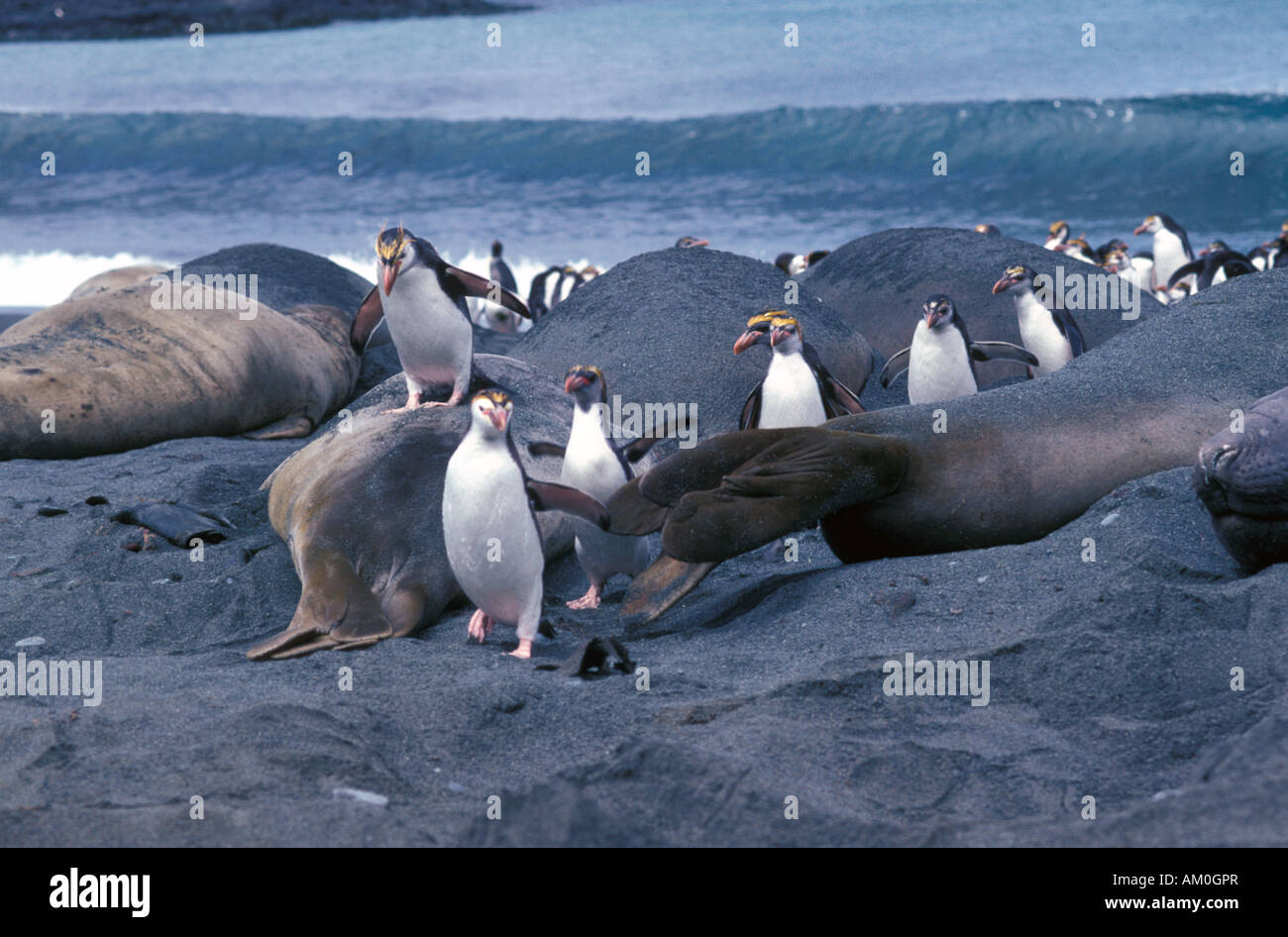 Australia, Oceania, Macquarie Island, Royal Penguins (Eudyptes ...