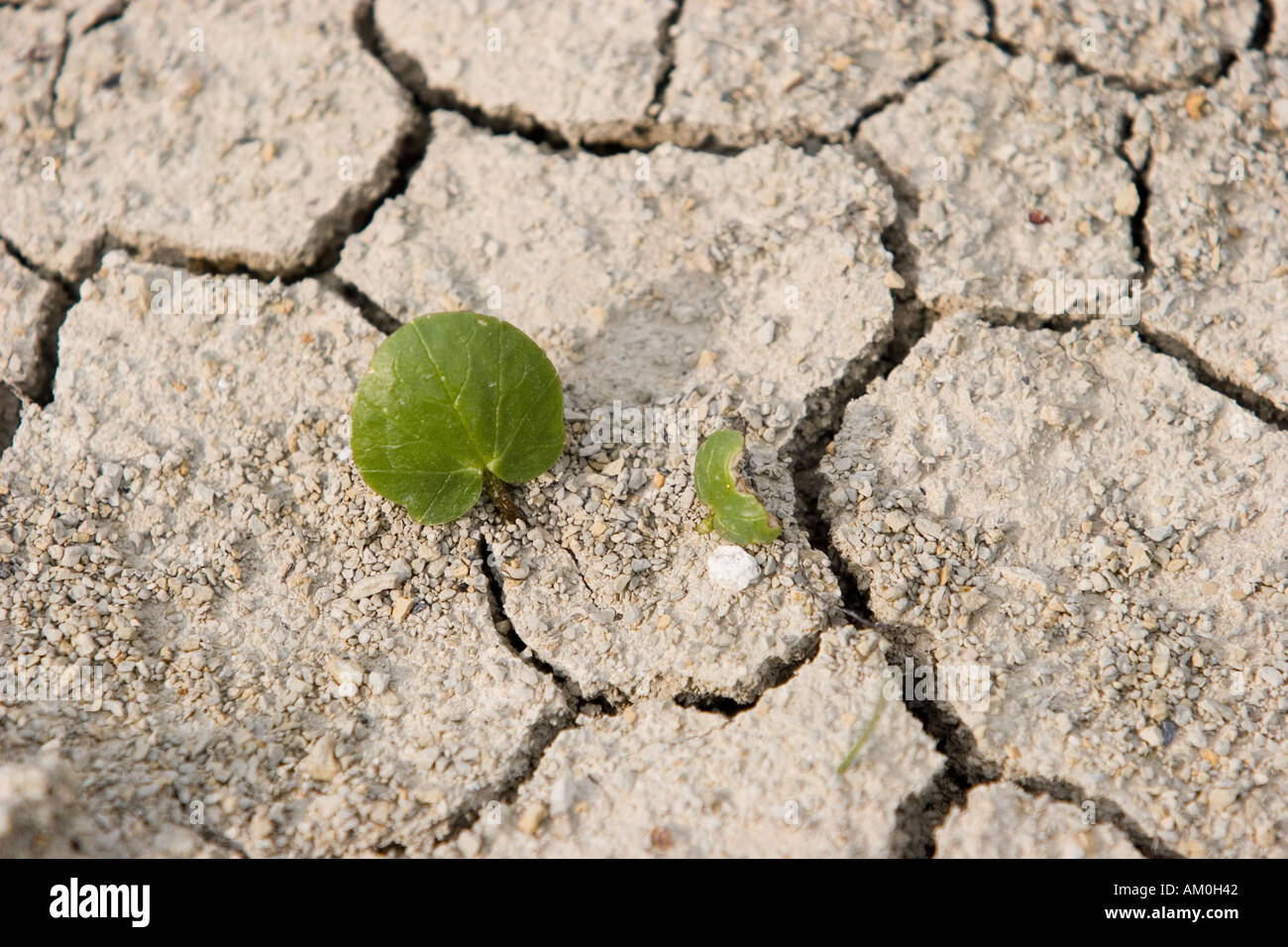 new life in a drought ground Stock Photo - Alamy