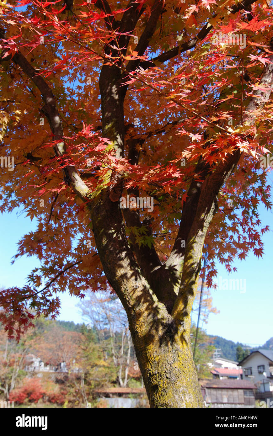 Japanese autumn background Stock Photo - Alamy