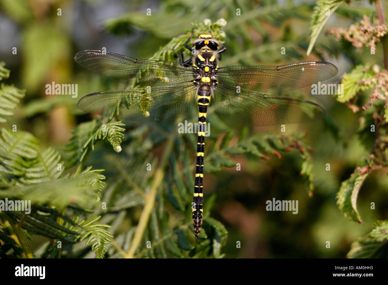 Golden Ringed Dragonfly Stock Photo - Alamy