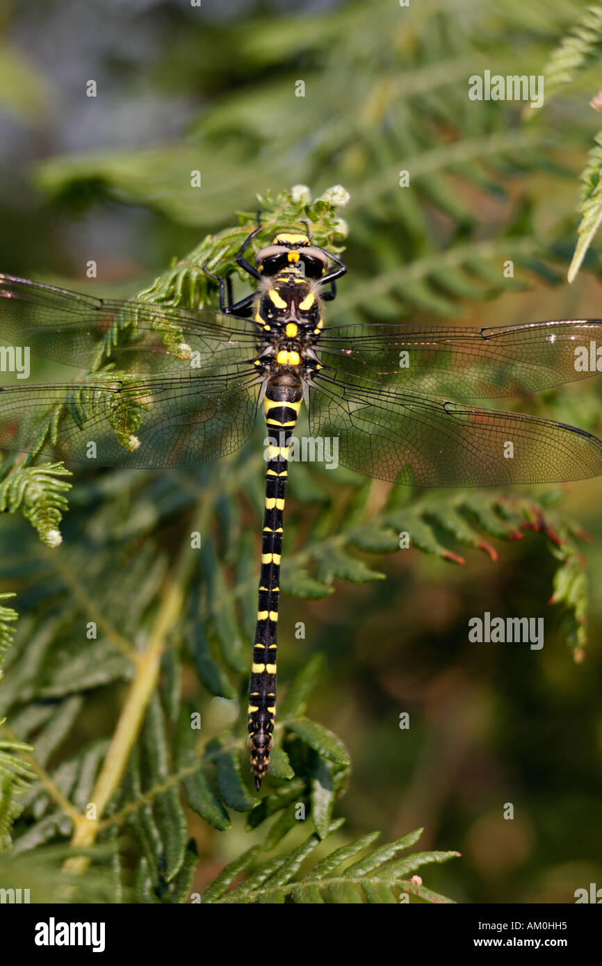 Golden Ringed Dragonfly Stock Photo - Alamy