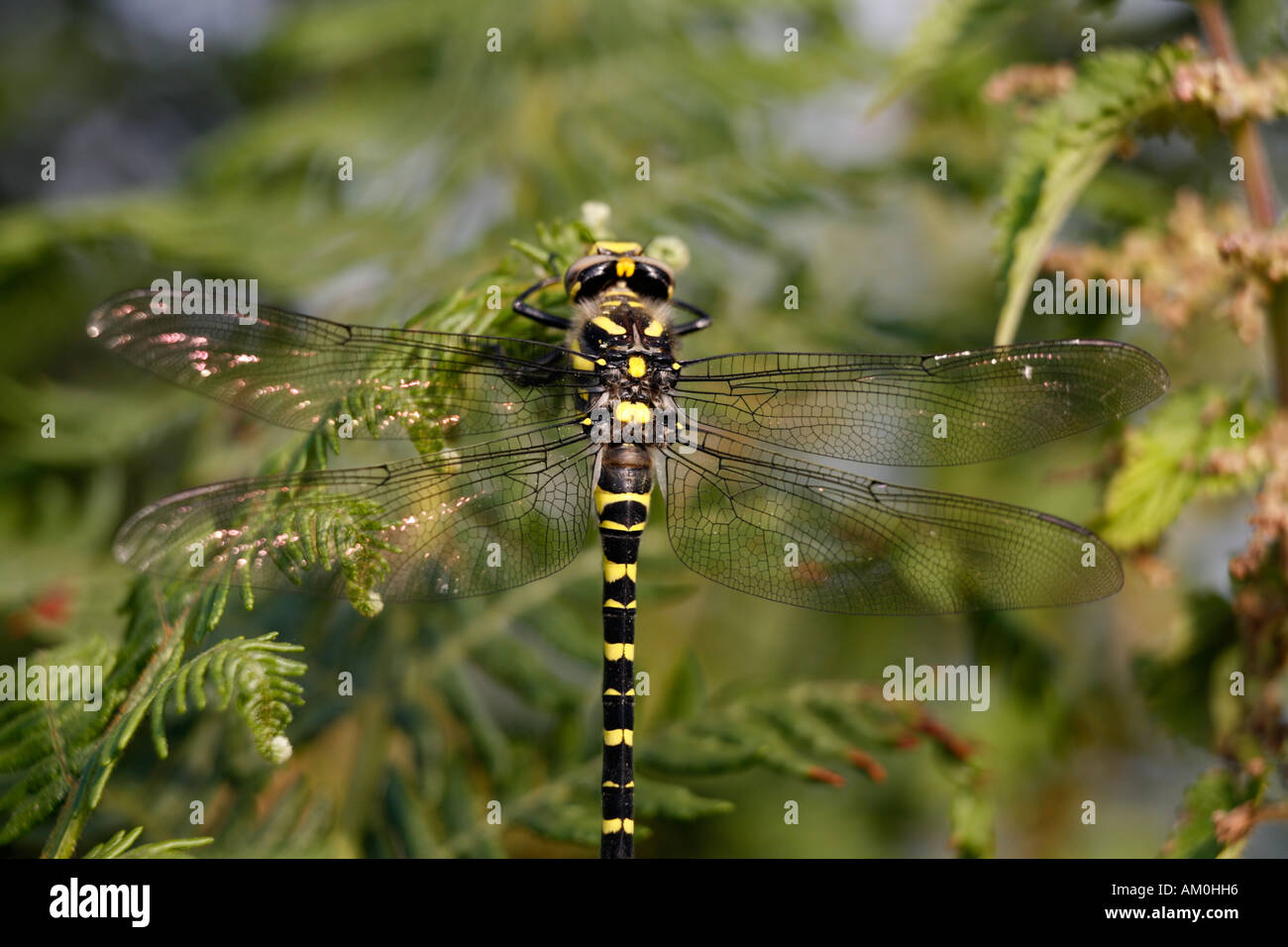 Golden ringed dragonfly uk hi-res stock photography and images - Alamy