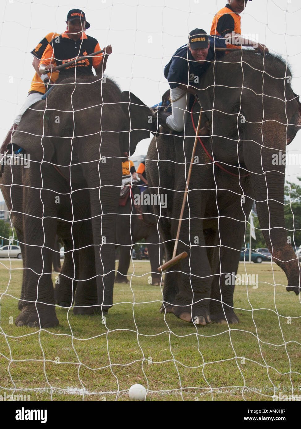 Elephants goal hi-res stock photography and images - Alamy