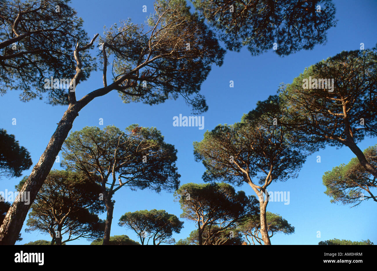 Pine forest at the Maremma coast, Tuscany, Italy Stock Photo - Alamy