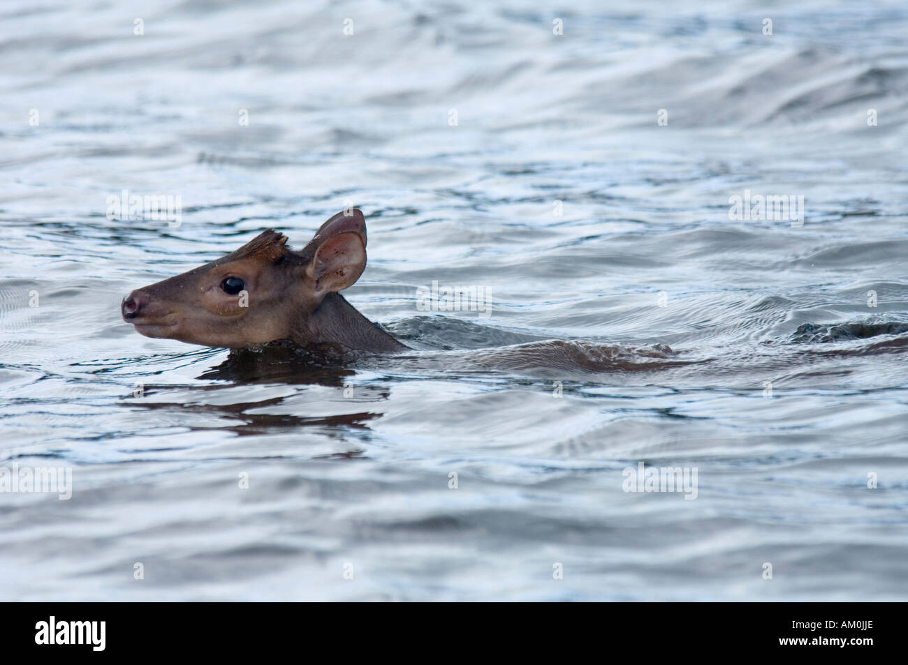 White Tailed Deer Swimming