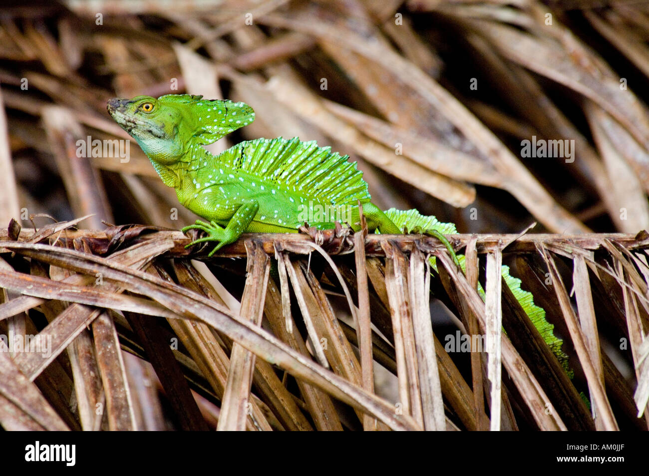 Basilisk (Basiliscus basiliscus) warming on a branch in the Tortuguero ...