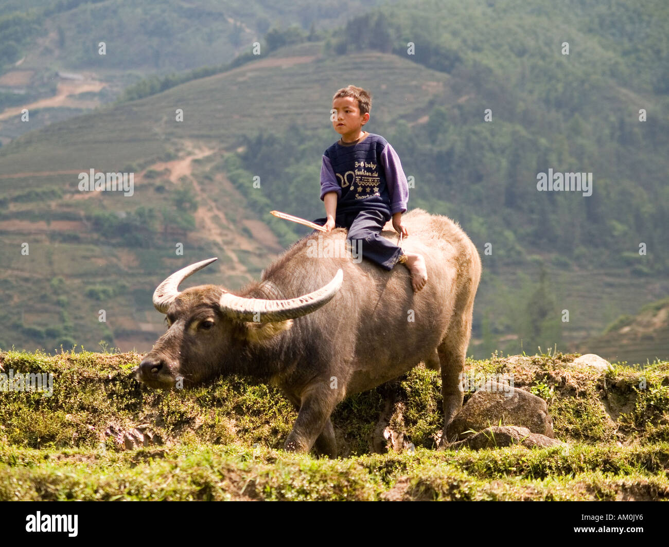 boy on a buffalo Stock Photo - Alamy