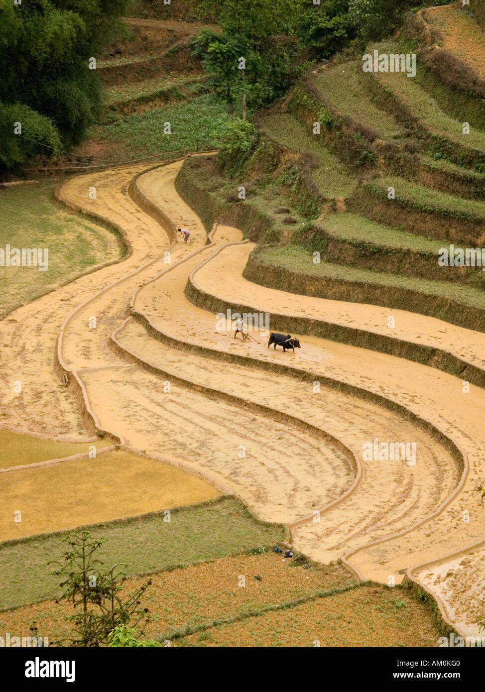 The terraces of Sapa Stock Photo - Alamy