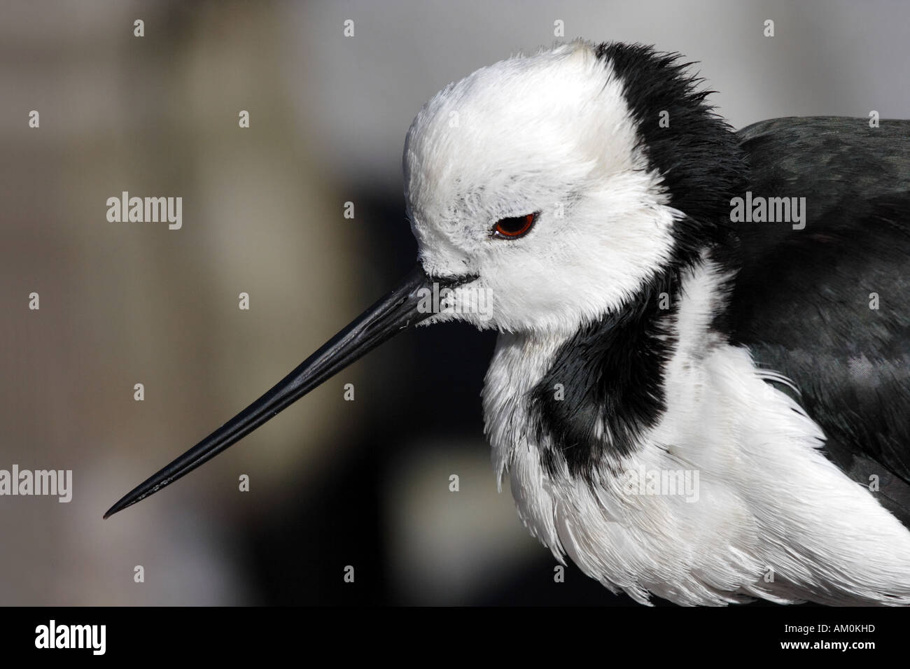 New zealand pied stilt hi-res stock photography and images - Alamy