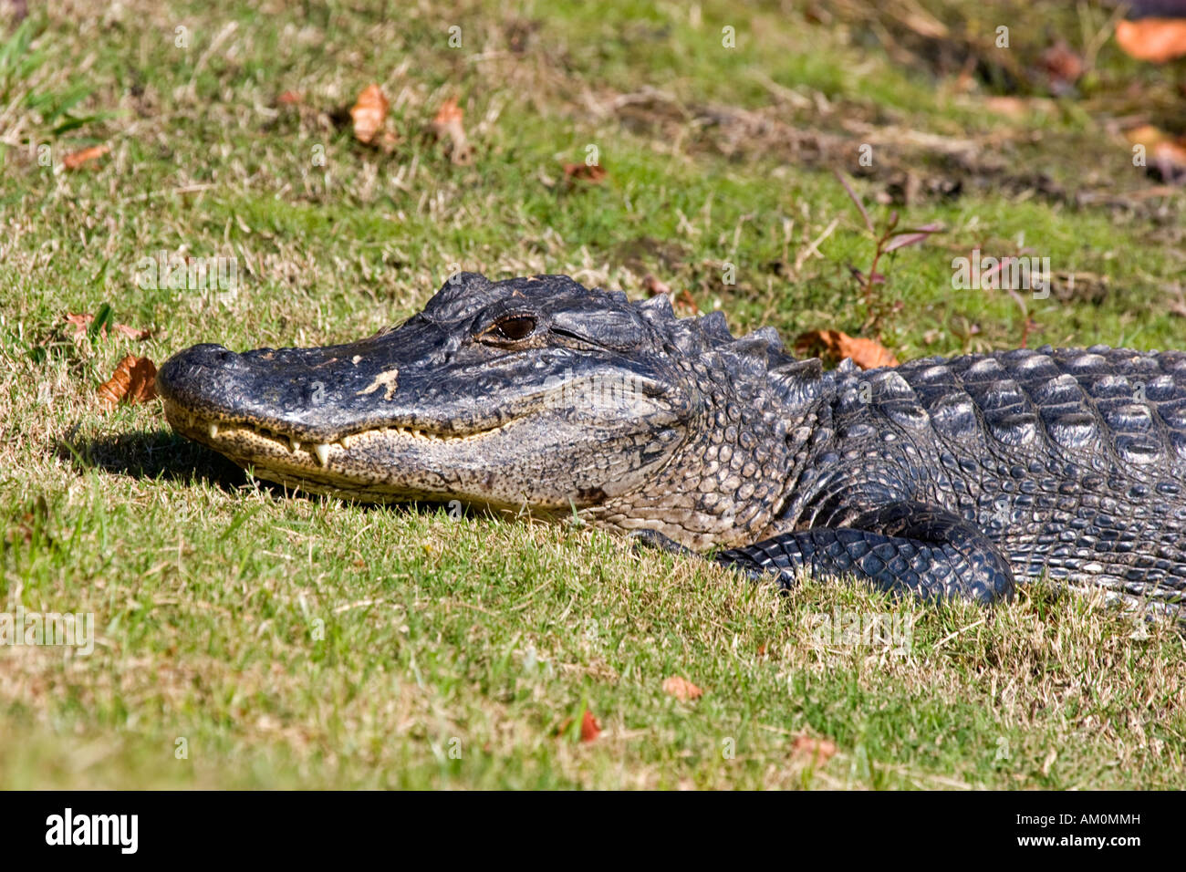 alligator basking in the sun Stock Photo - Alamy