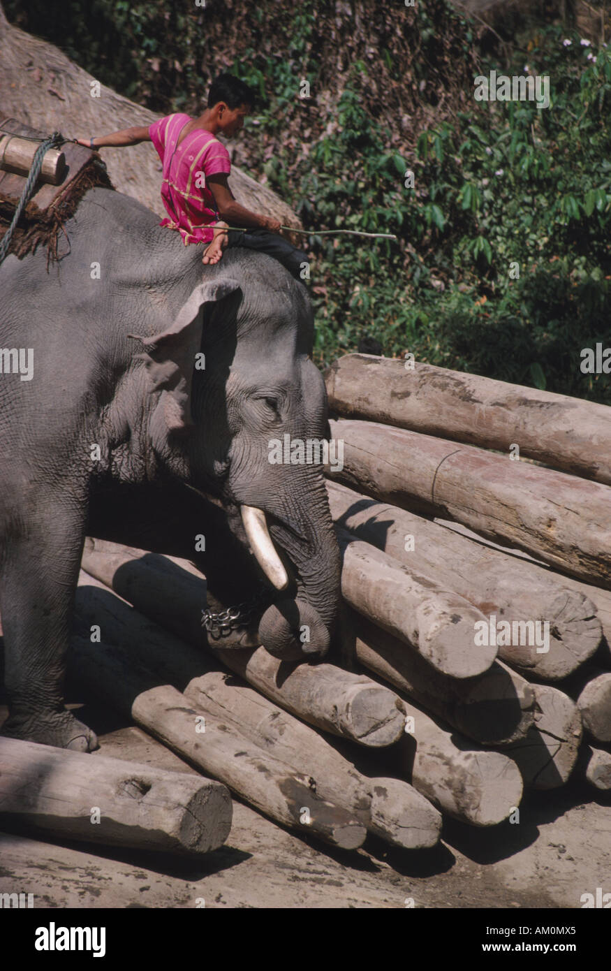 THAILAND North Chiang Mai Hills Working elephant moving logs with its ...