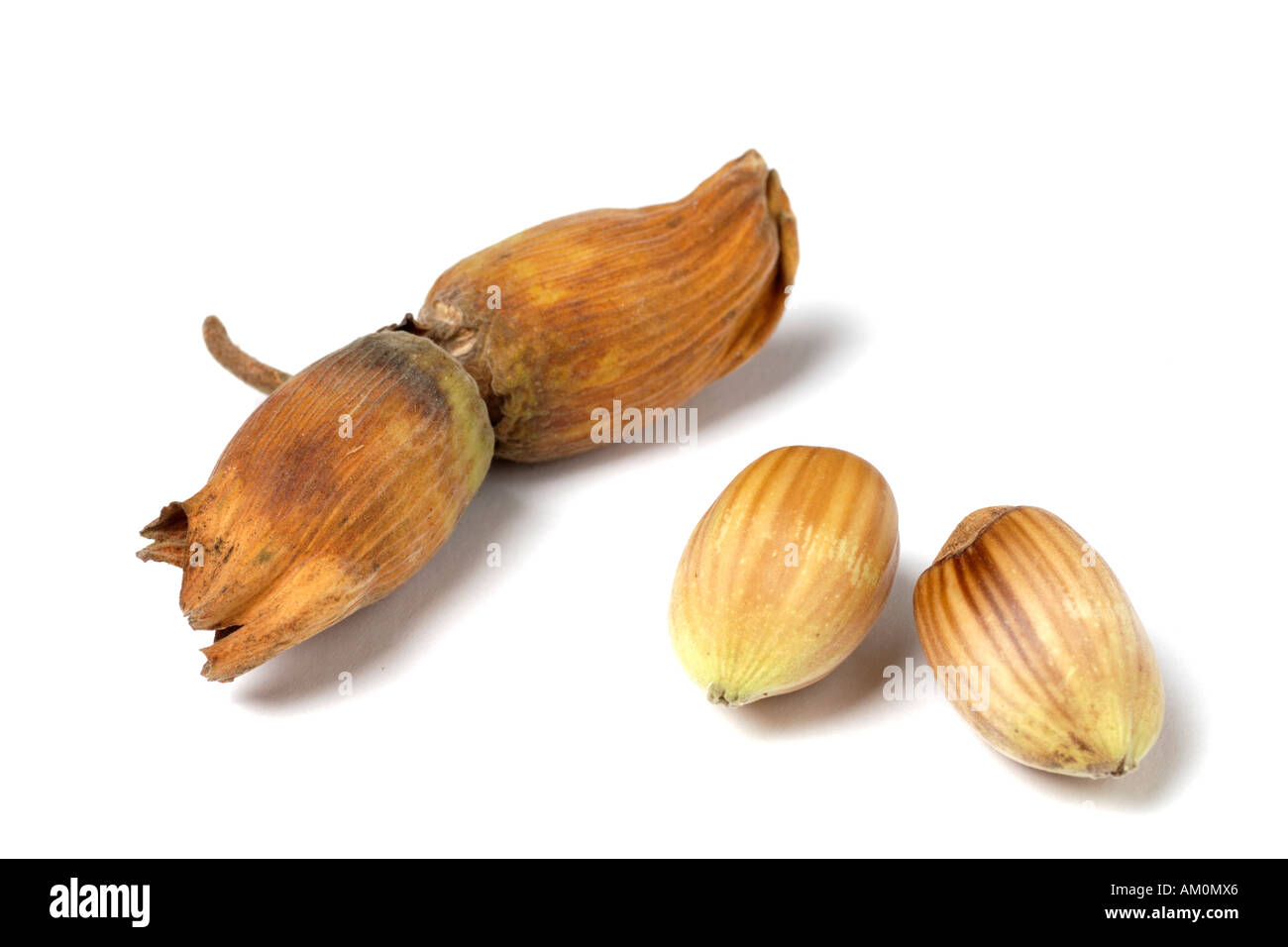Wild cobnuts hi-res stock photography and images - Alamy