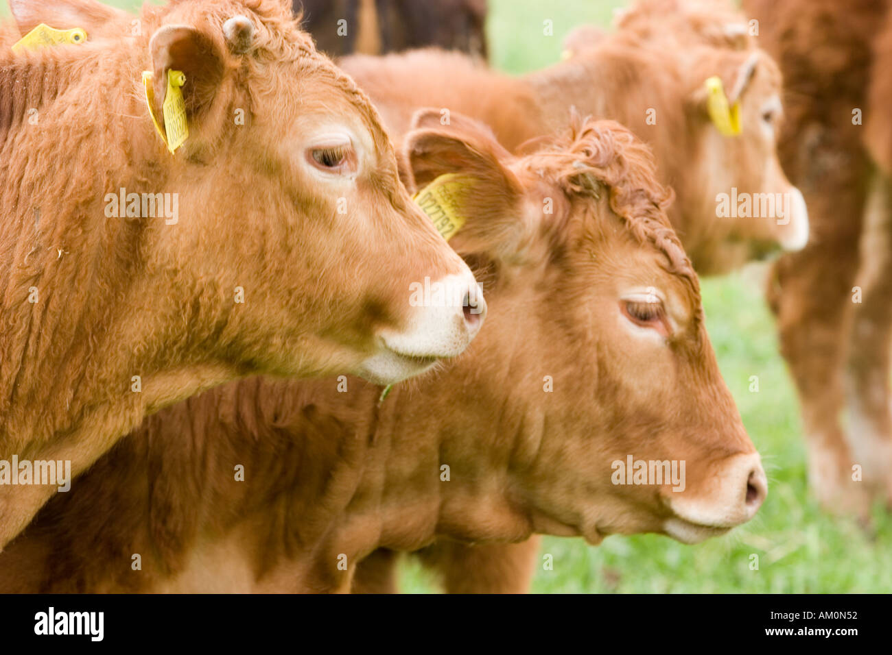 Cattle in tuscany hi-res stock photography and images - Alamy