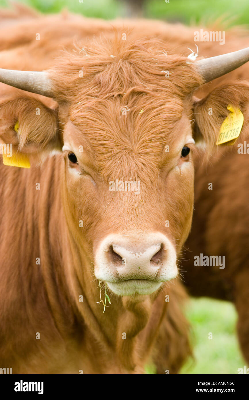 Cattle in tuscany hi-res stock photography and images - Alamy