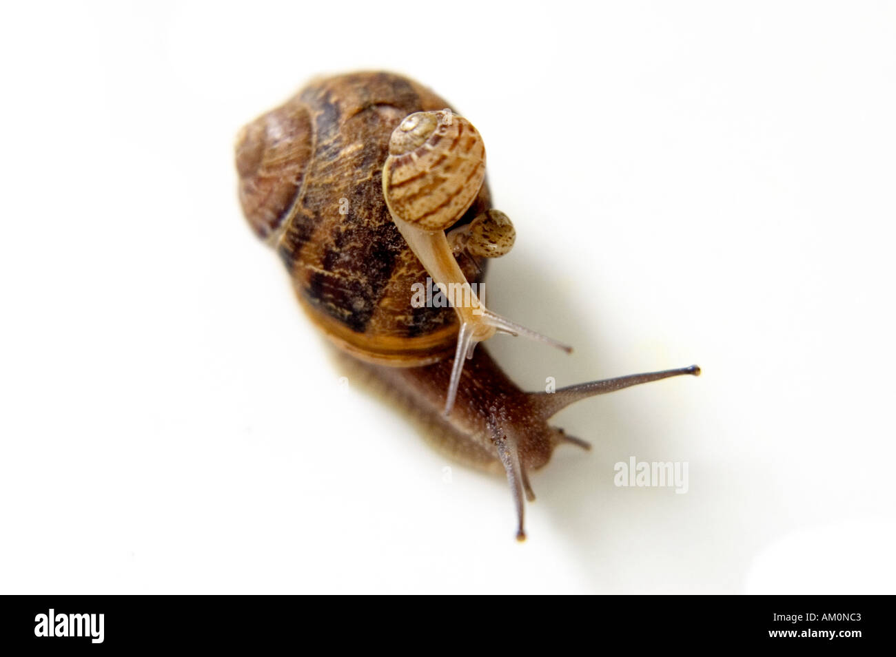 commond garden family snails Stock Photo - Alamy