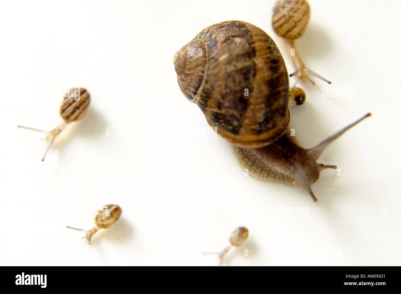 commond garden family snails Stock Photo - Alamy