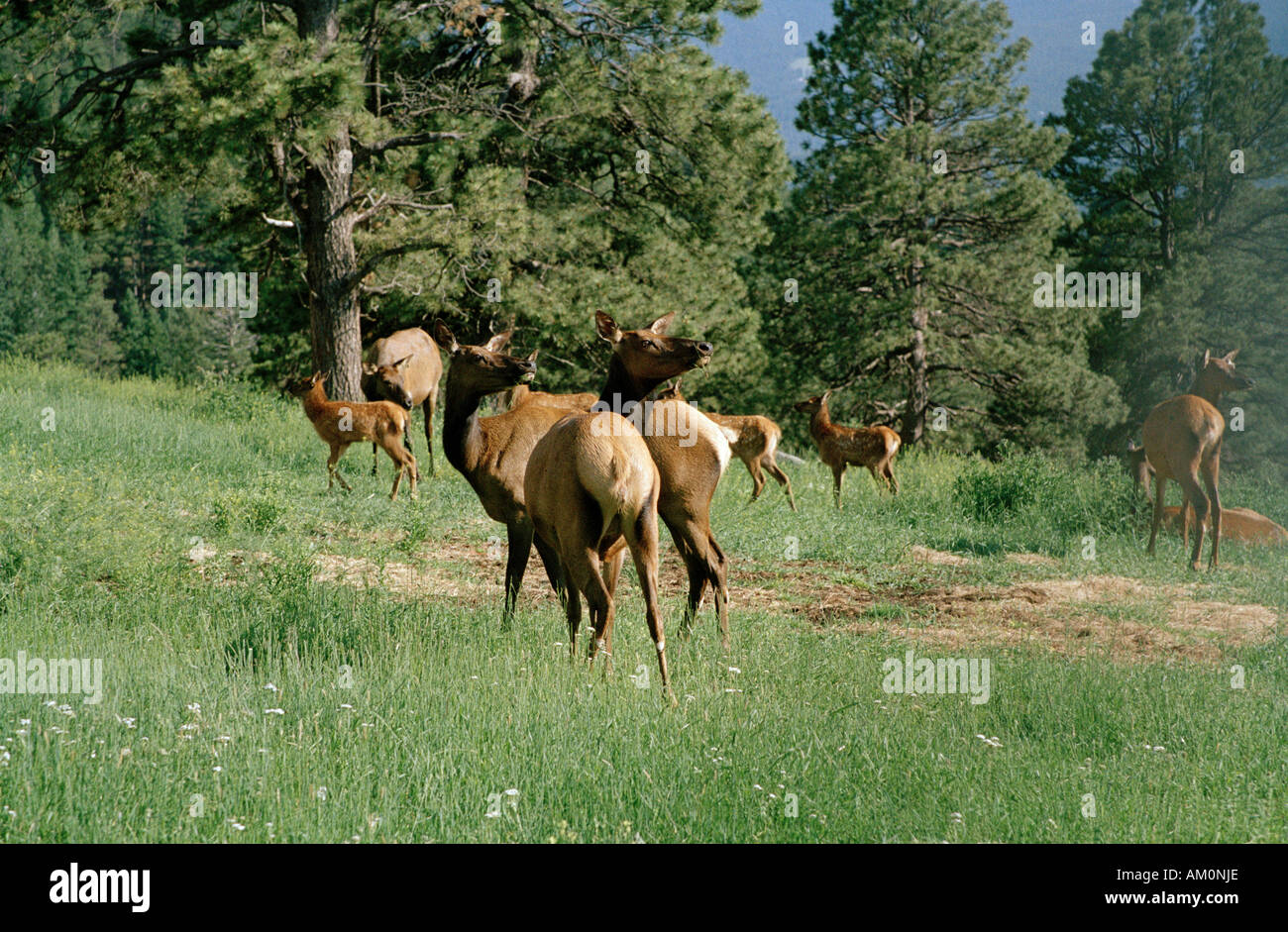 North american elks hi-res stock photography and images - Alamy